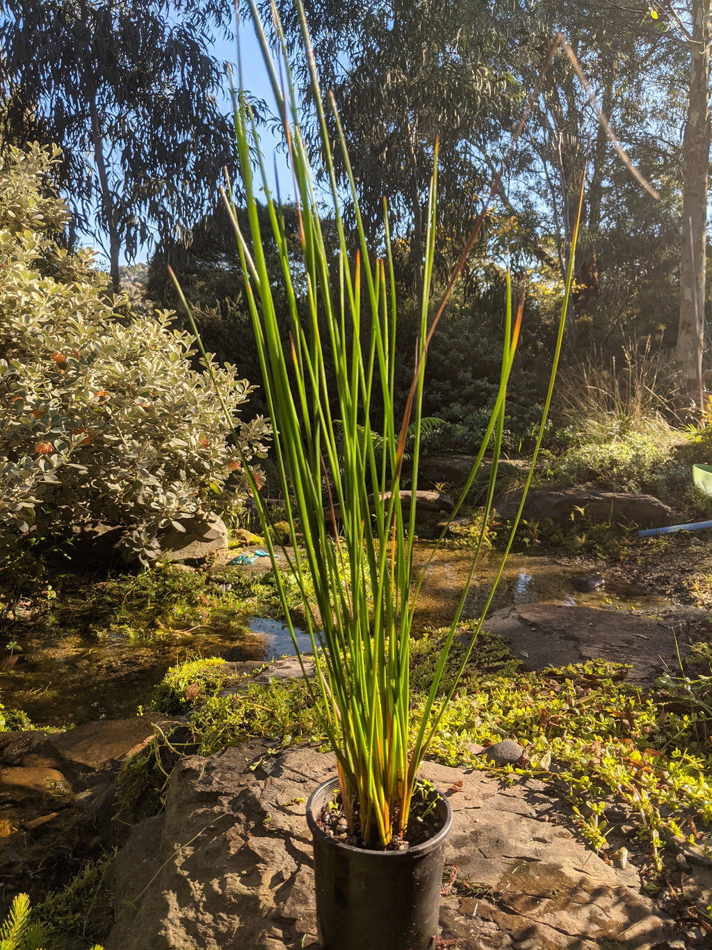 Soft Twig Rush - Baumea rubiginosa – The Natural Pond Store