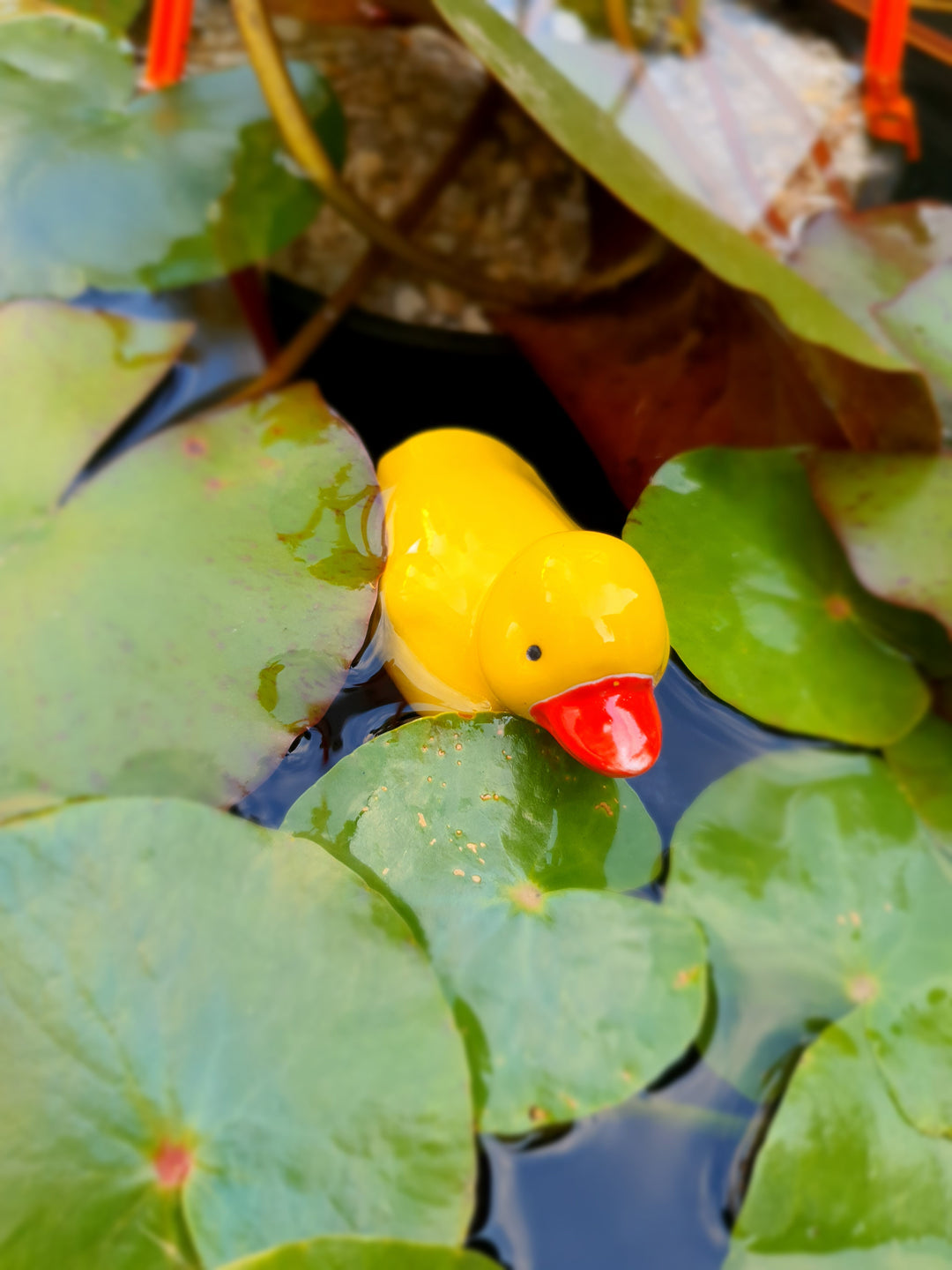 Floating Ducks Porcelain – The Natural Pond Store